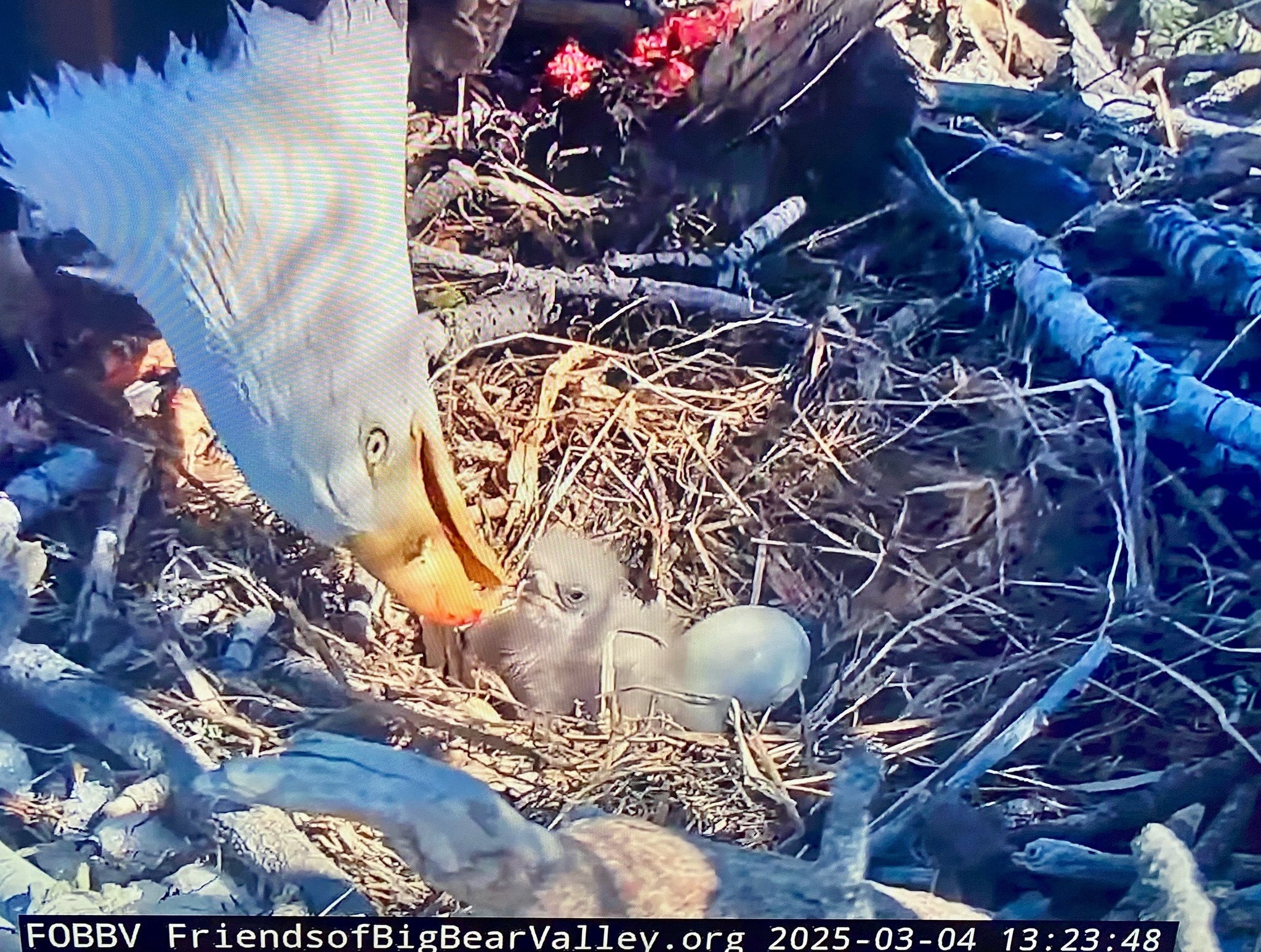 Watch Jackie & Shadow, iconic Internet eagles, feed their newborn ...