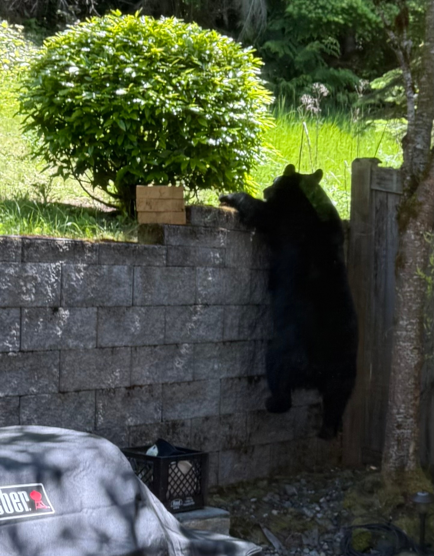 TimeOut - Bear season here.