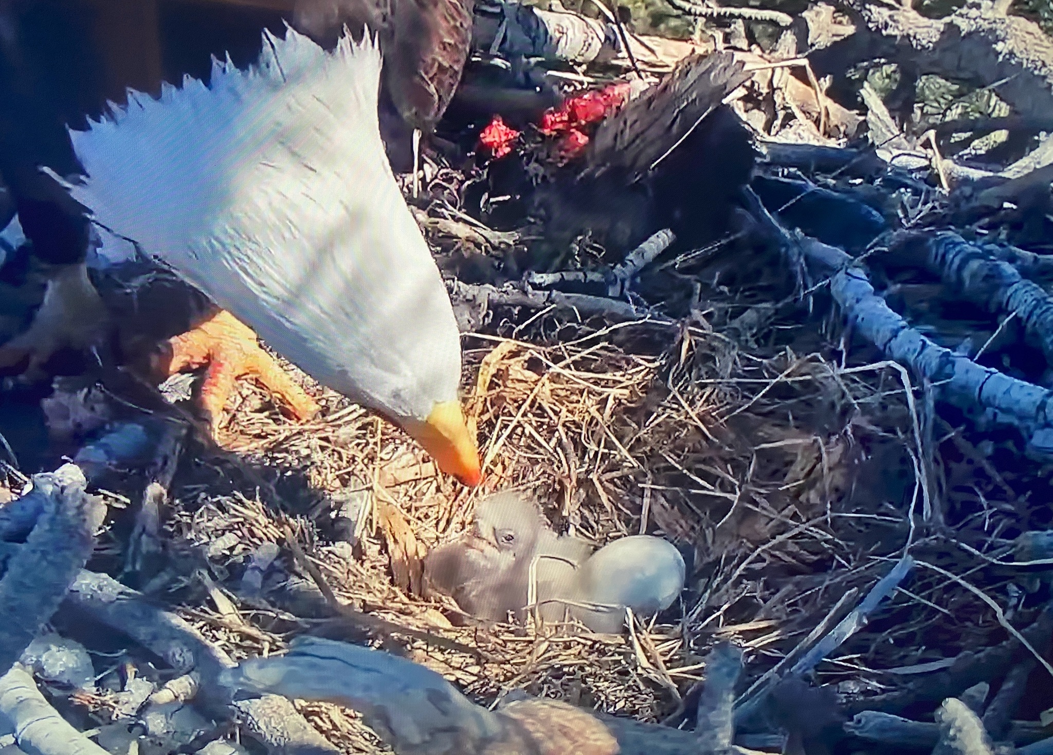 Watch Jackie & Shadow, iconic Internet eagles, feed their newborn ...